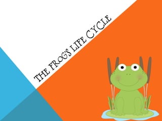 Frog life cycle power point | PDF