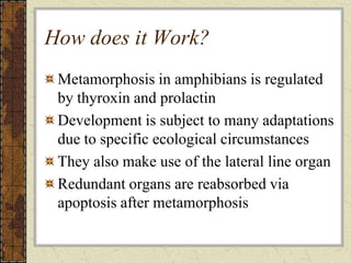 Frog metamorphosis | PPTX