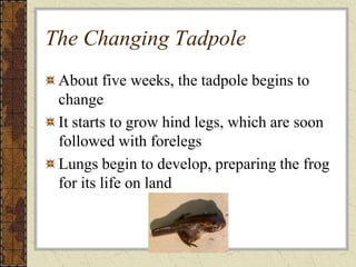 Frog metamorphosis | PPTX