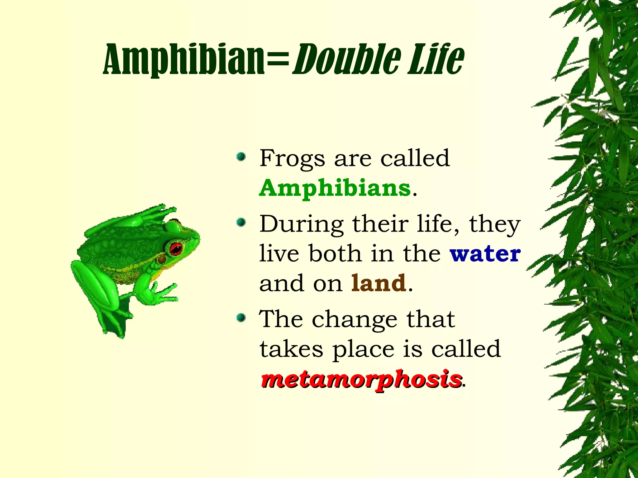 Frog metamorphosis | PPT