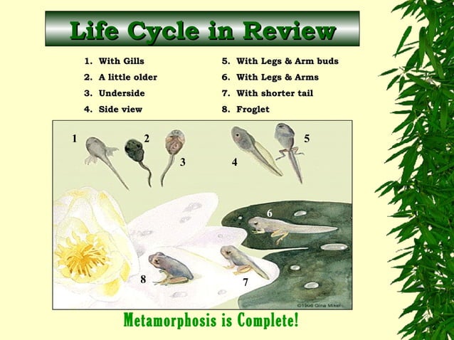 Frog metamorphosis | PPT | Biological Sciences | Science