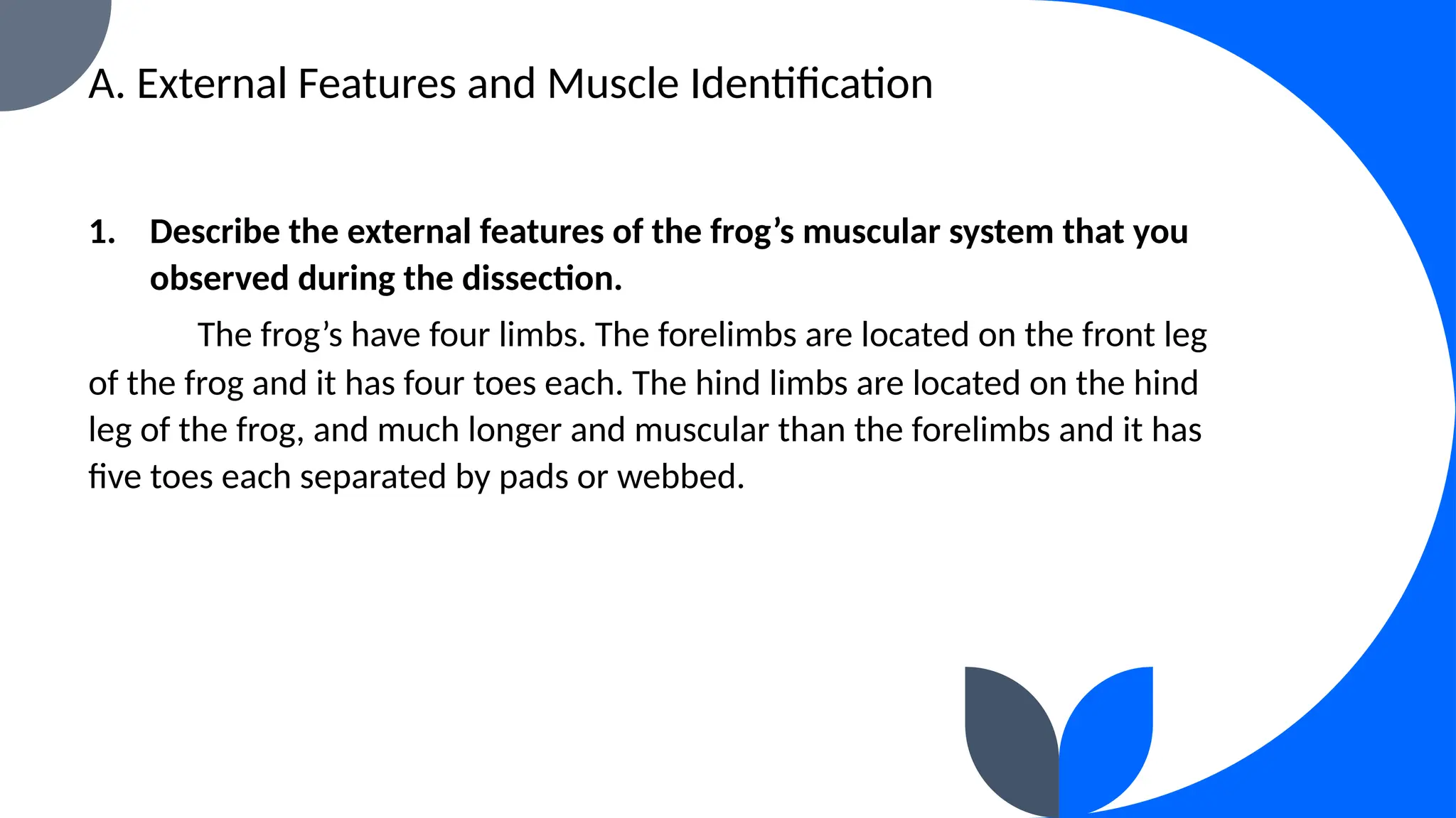 FROG MUSCULAR SYSTEM - Muscles in our Body | PPTX