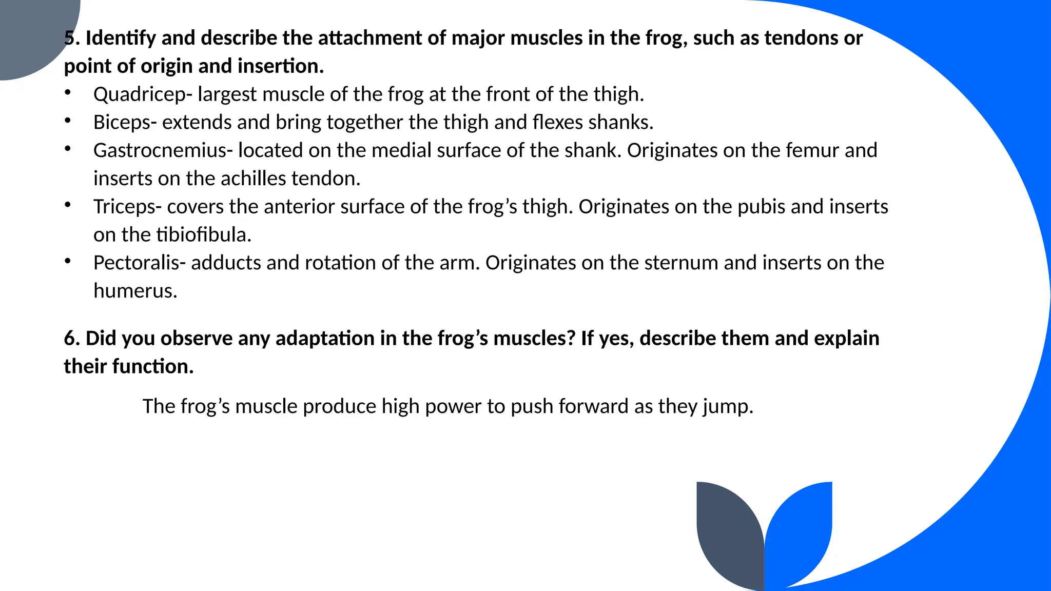 FROG MUSCULAR SYSTEM - Muscles in our Body | PPTX