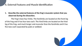 FROG MUSCULAR SYSTEM - Muscles in our Body | PPTX