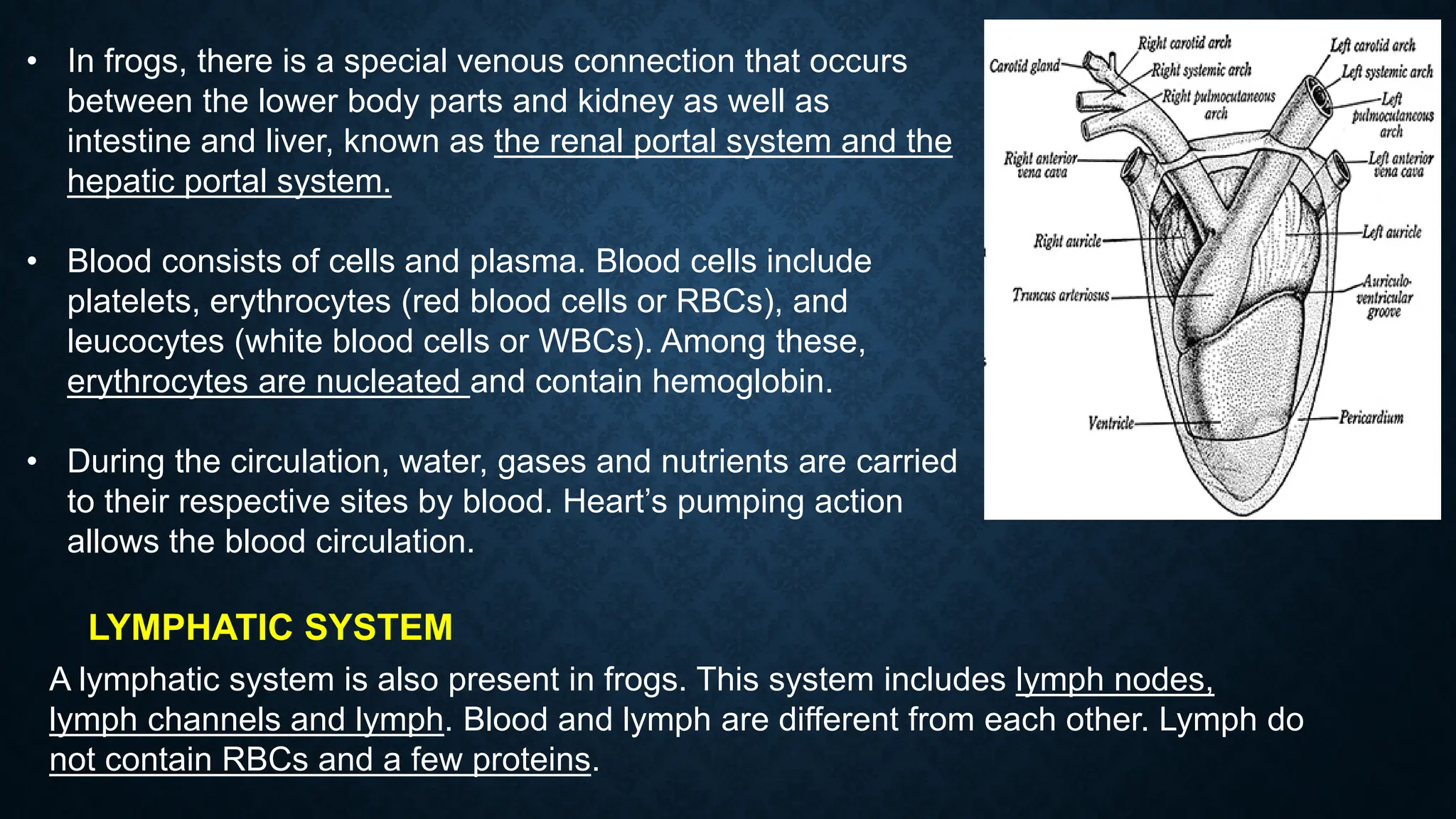 FROG - structural organization of animal | PDF