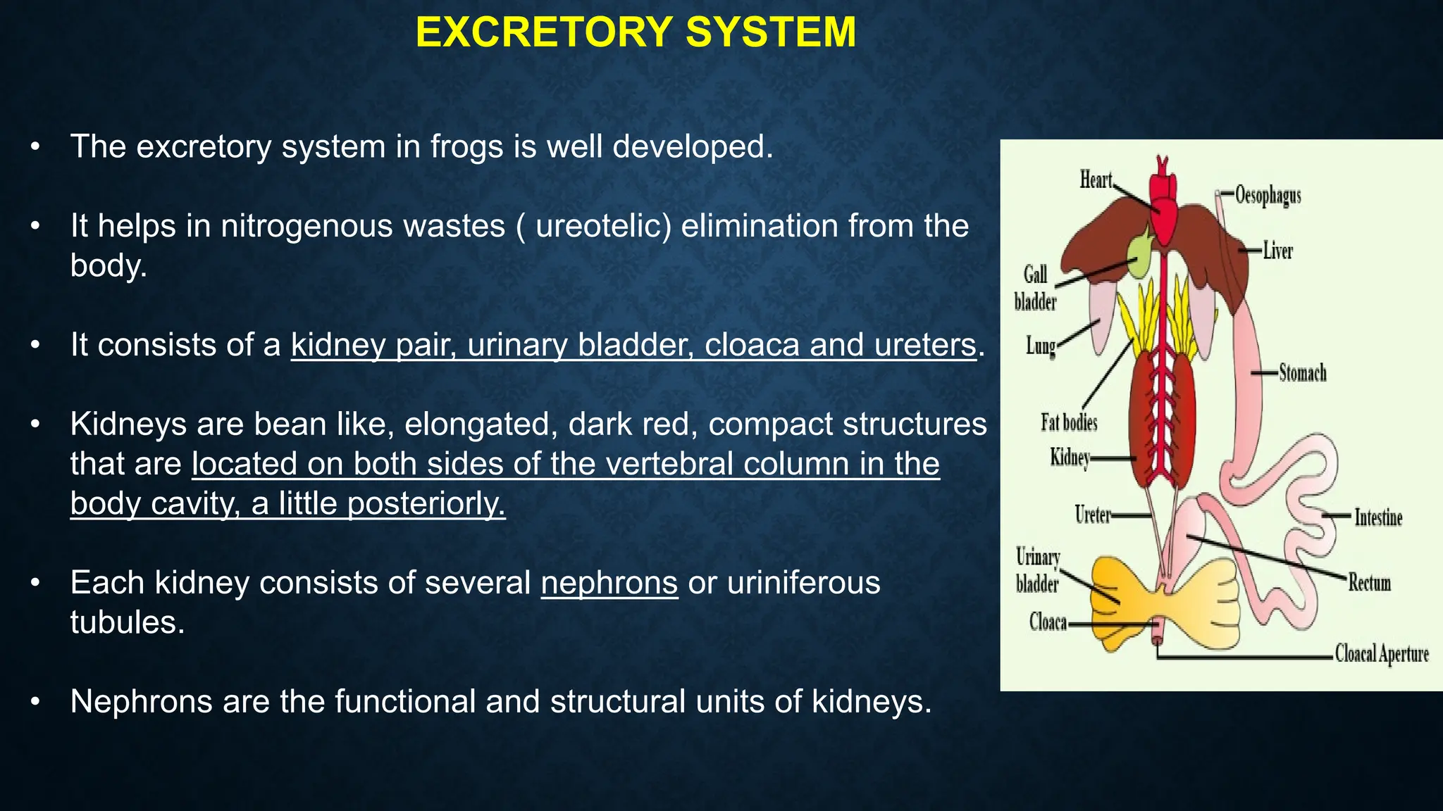 FROG - structural organization of animal | PDF