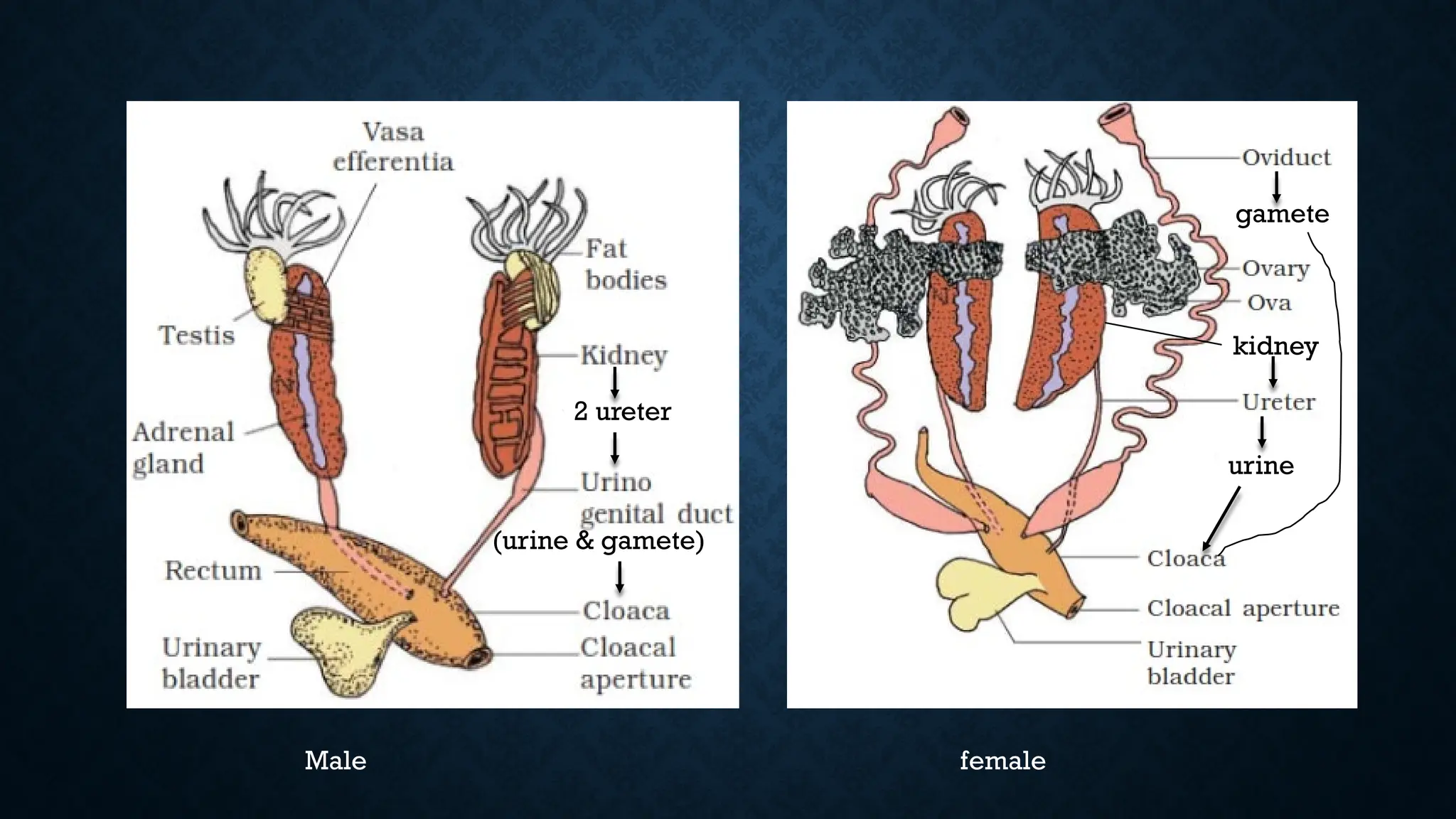 FROG - structural organization of animal | PDF