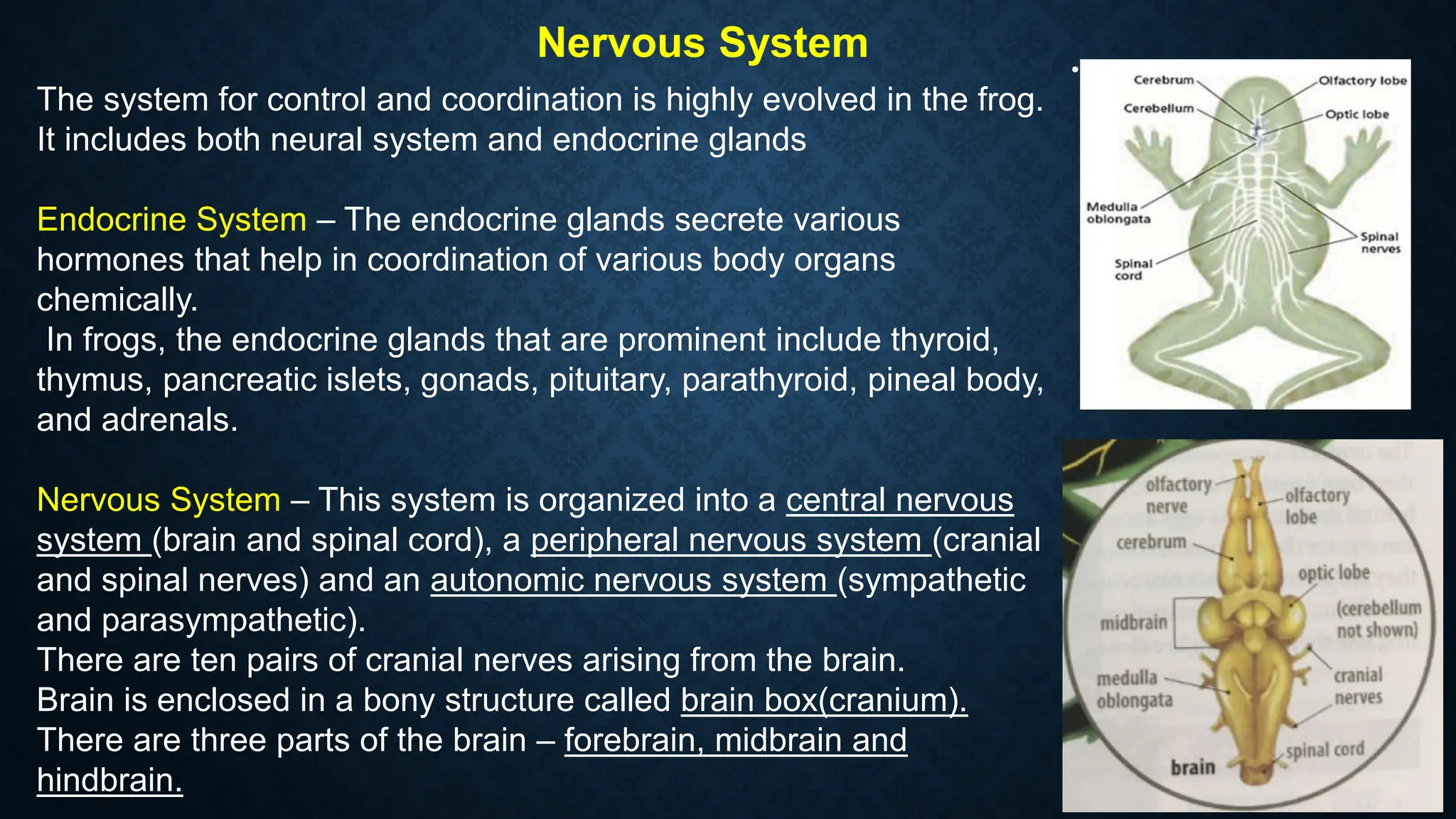 FROG - structural organization of animal | PDF