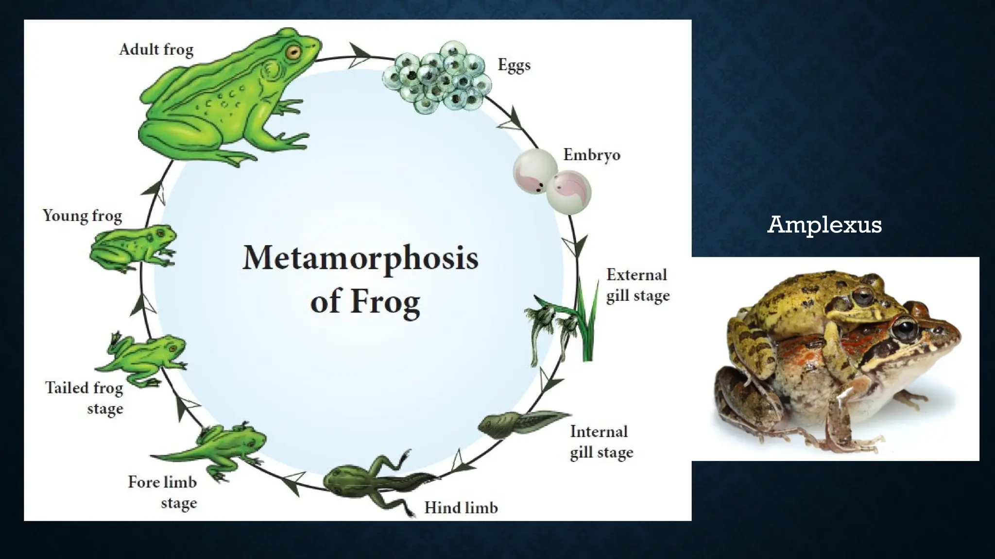 FROG - structural organization of animal | PDF