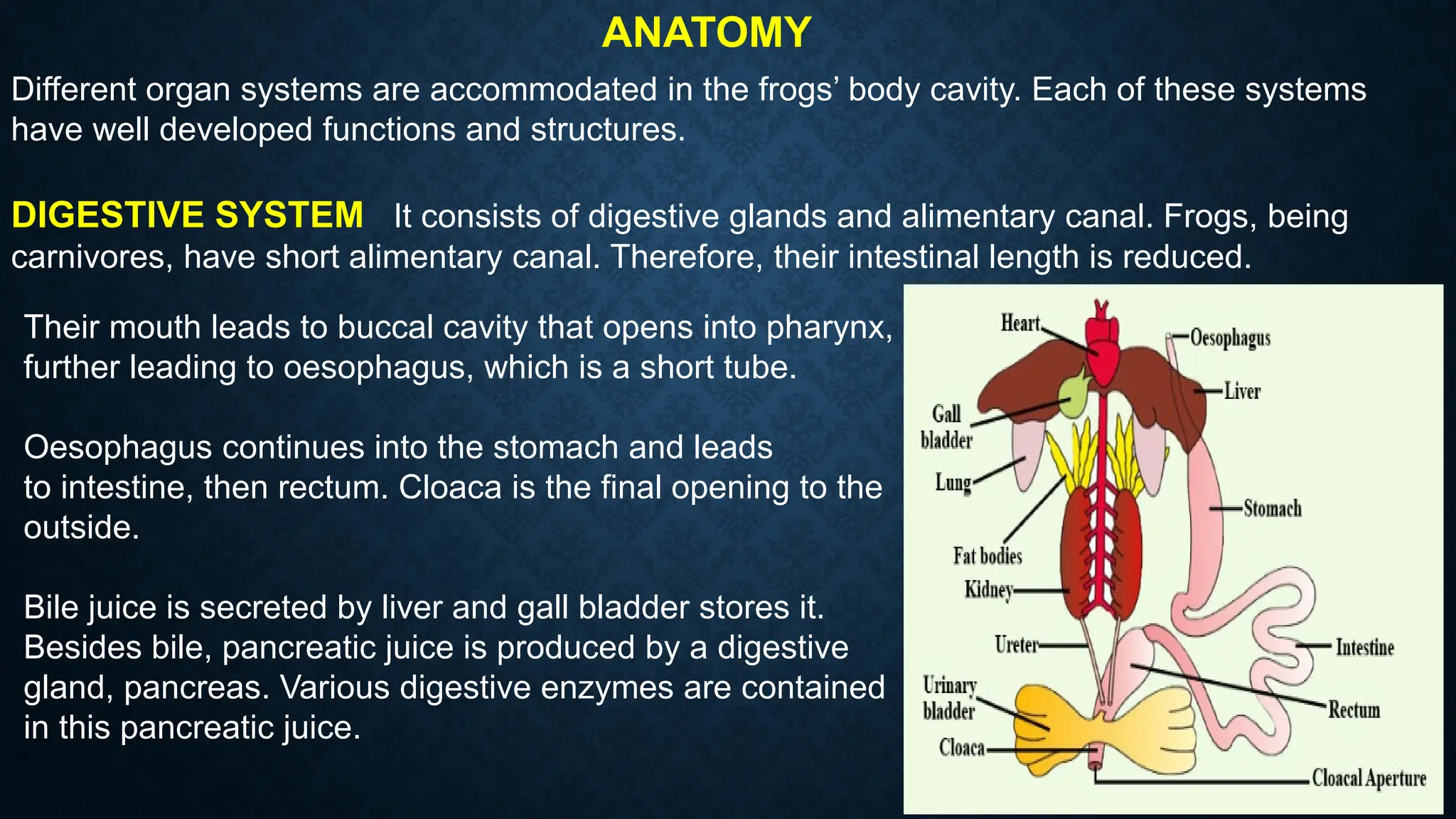 FROG - structural organization of animal | PDF