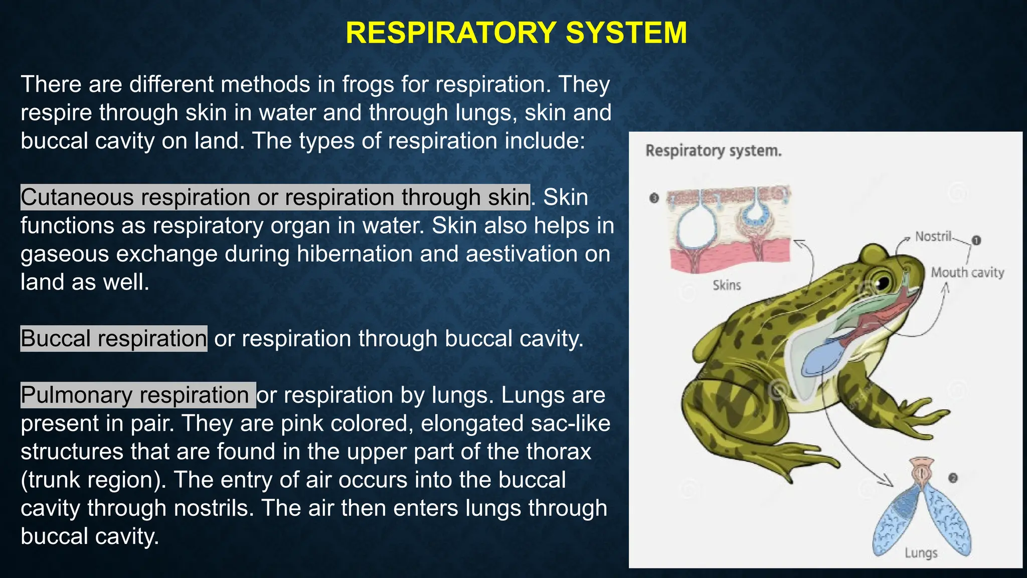 FROG - structural organization of animal | PDF
