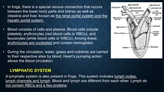 FROG - structural organization of animal | PDF