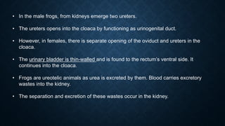 FROG - structural organization of animal | PDF