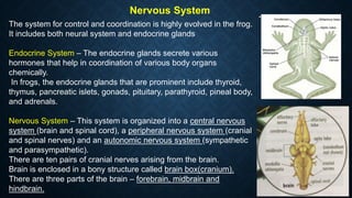 FROG - structural organization of animal | PDF