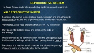 FROG - structural organization of animal | PDF
