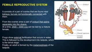 FROG - structural organization of animal | PDF