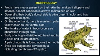 FROG - structural organization of animal | PDF