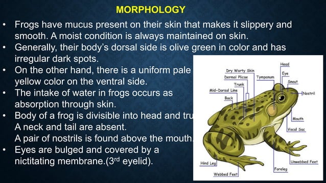 FROG - structural organization of animal | PDF | Lung and Respiratory ...