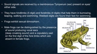 FROG - structural organization of animal | PDF