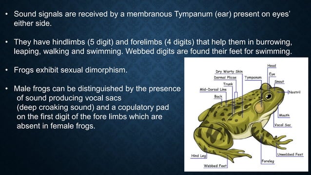 FROG - structural organization of animal | PDF | Lung and Respiratory ...