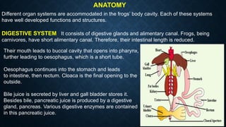 FROG - structural organization of animal | PDF