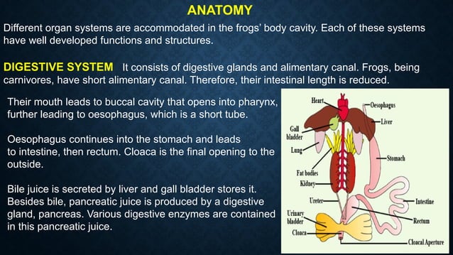 FROG - structural organization of animal | PDF | Lung and Respiratory ...