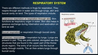 FROG - structural organization of animal | PDF