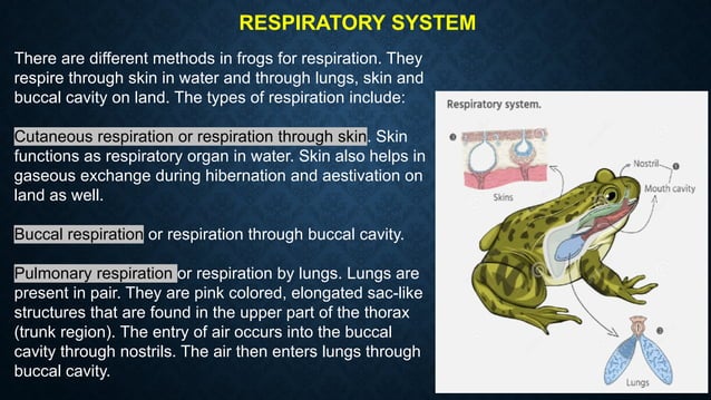 FROG - structural organization of animal | PDF | Lung and Respiratory ...