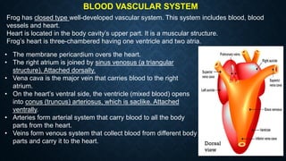 FROG - structural organization of animal | PDF