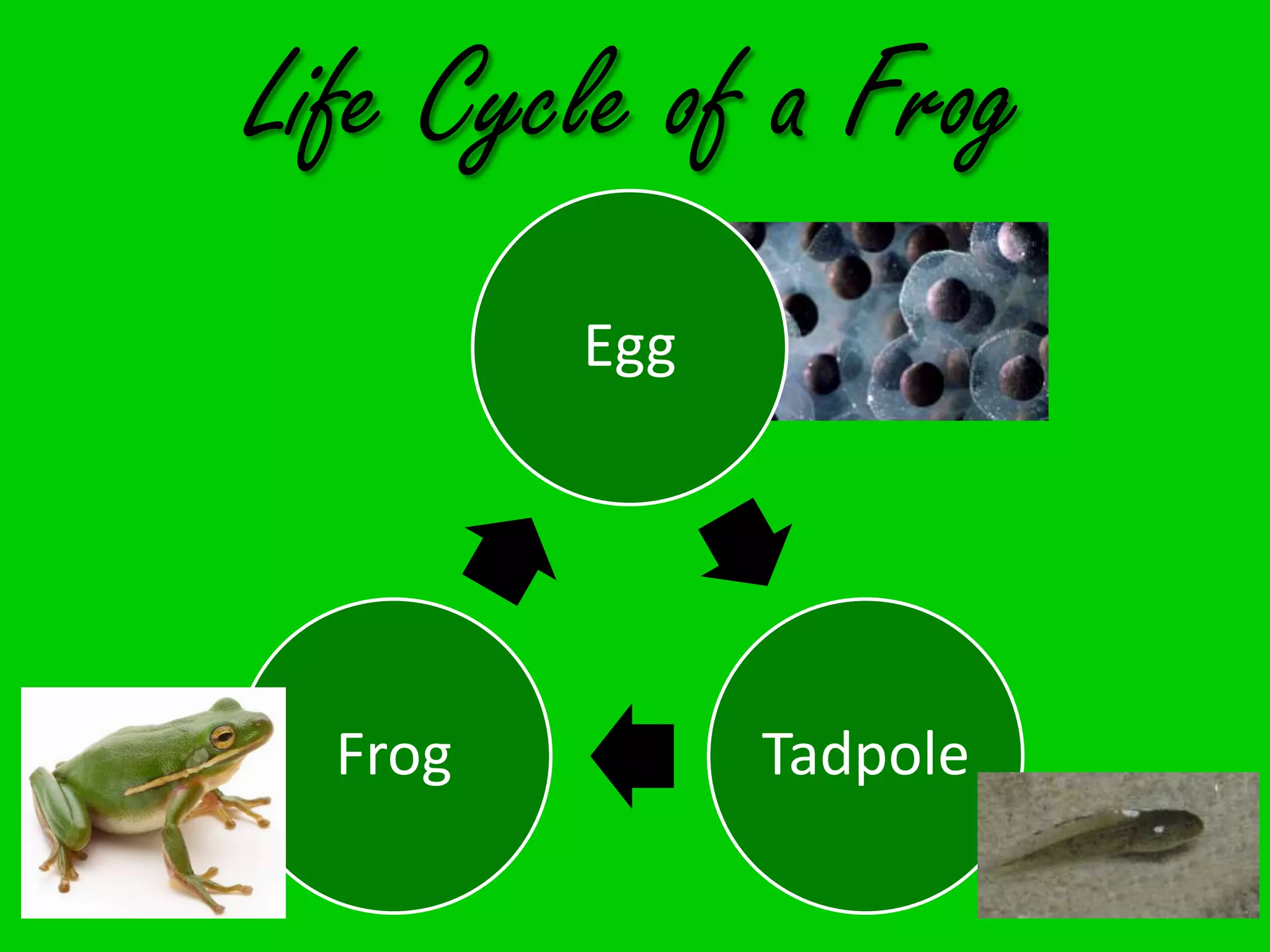 Frog presentation | PPTX