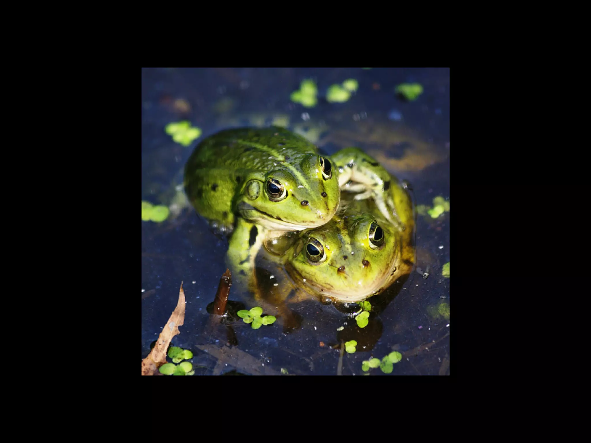 Frogs | PPT