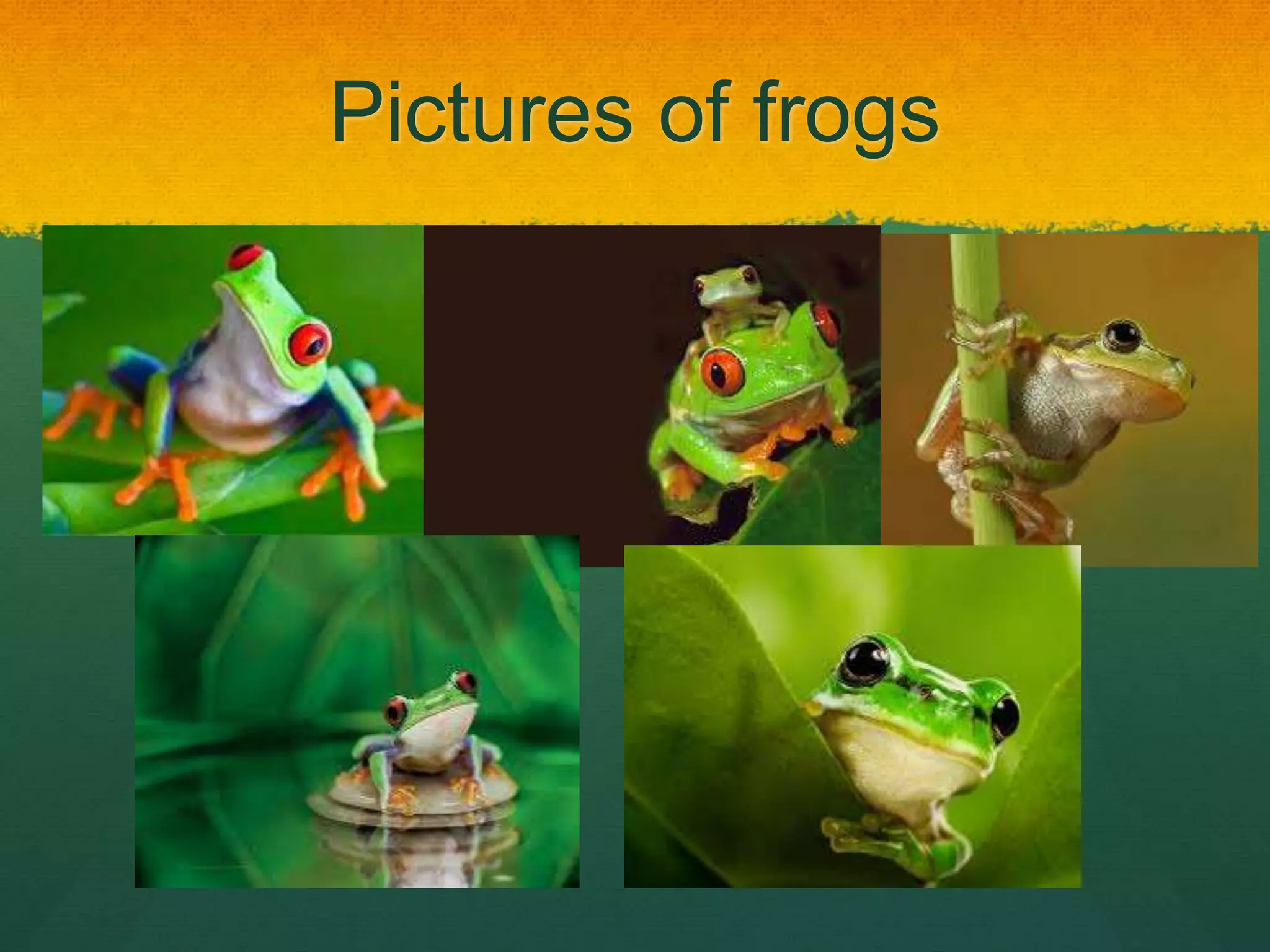 A Few Facts about Frogs | PPTX