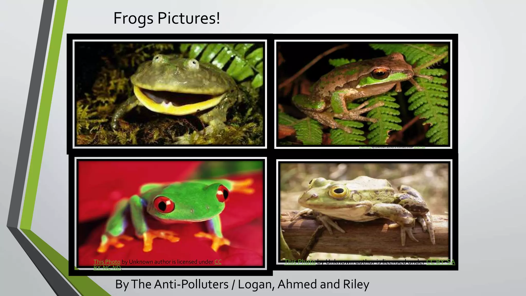Frogs | PPT