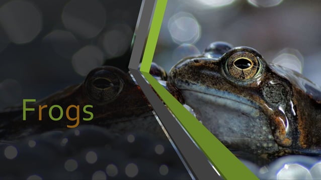 Frogs | PPT