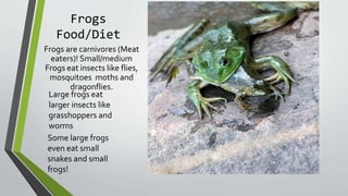 Frogs | PPT