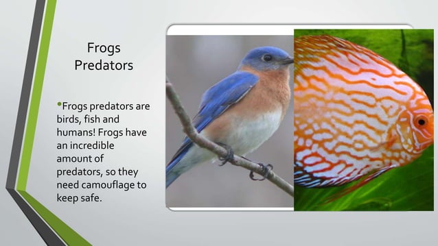 Frogs | PPT