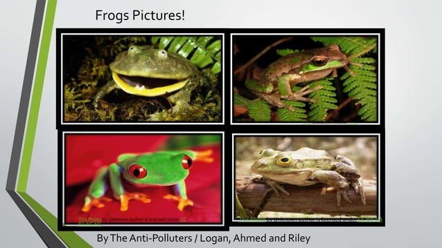 Frogs | PPT