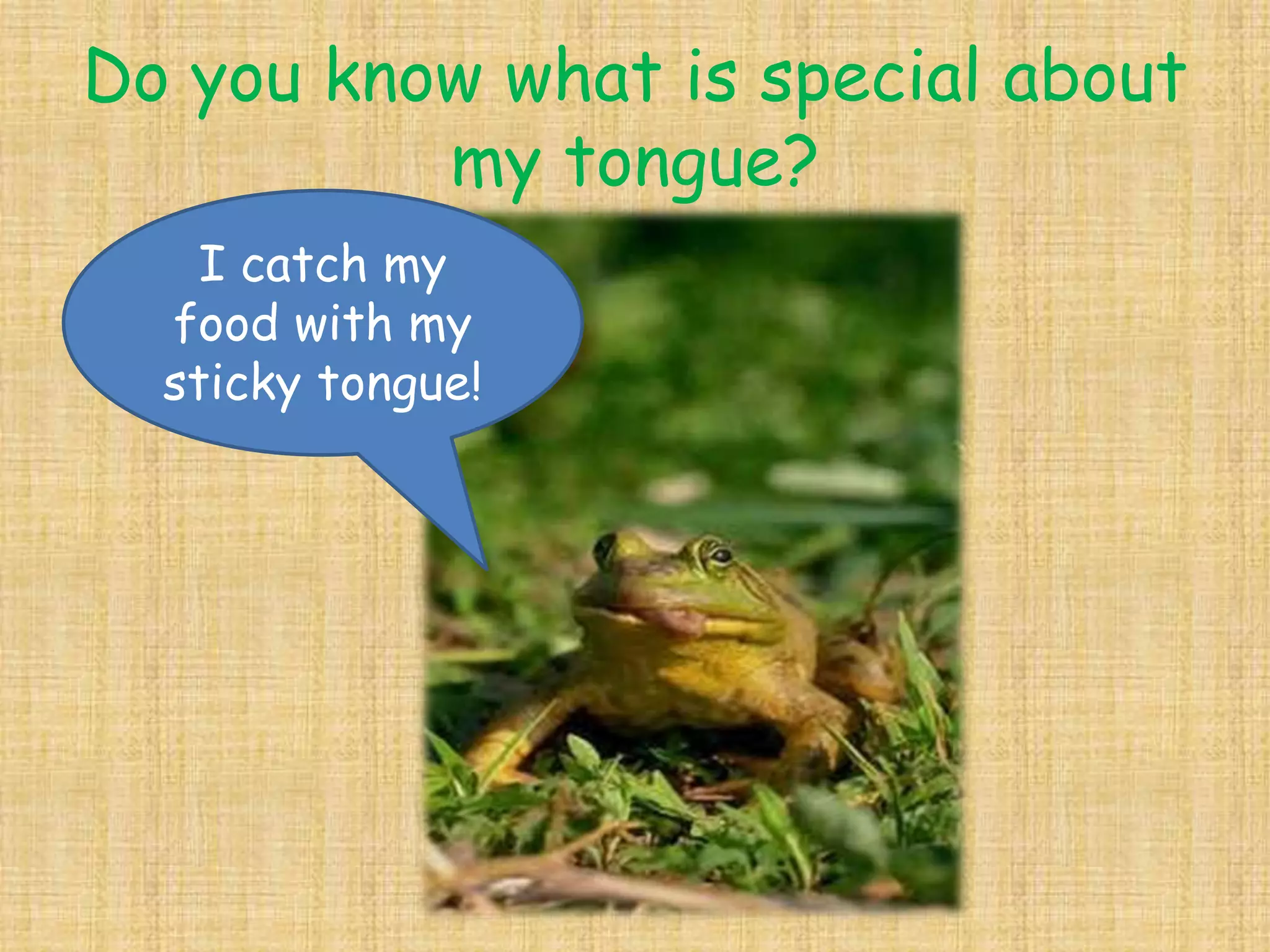 Frogs.ppt