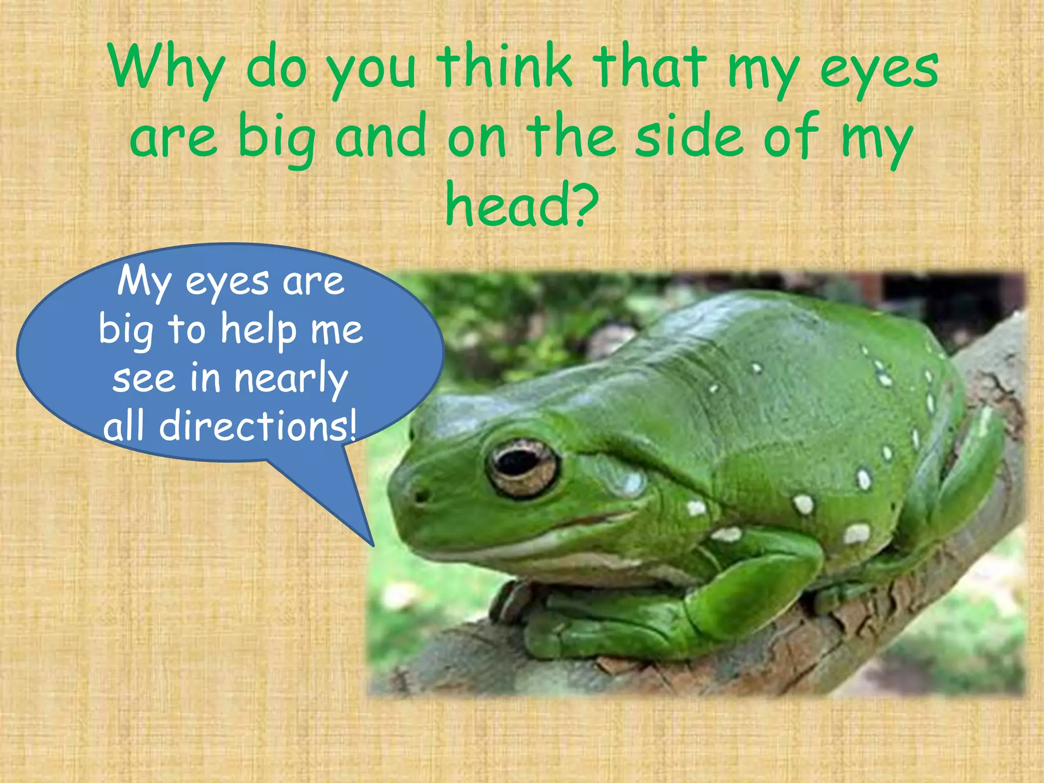 Frogs.ppt