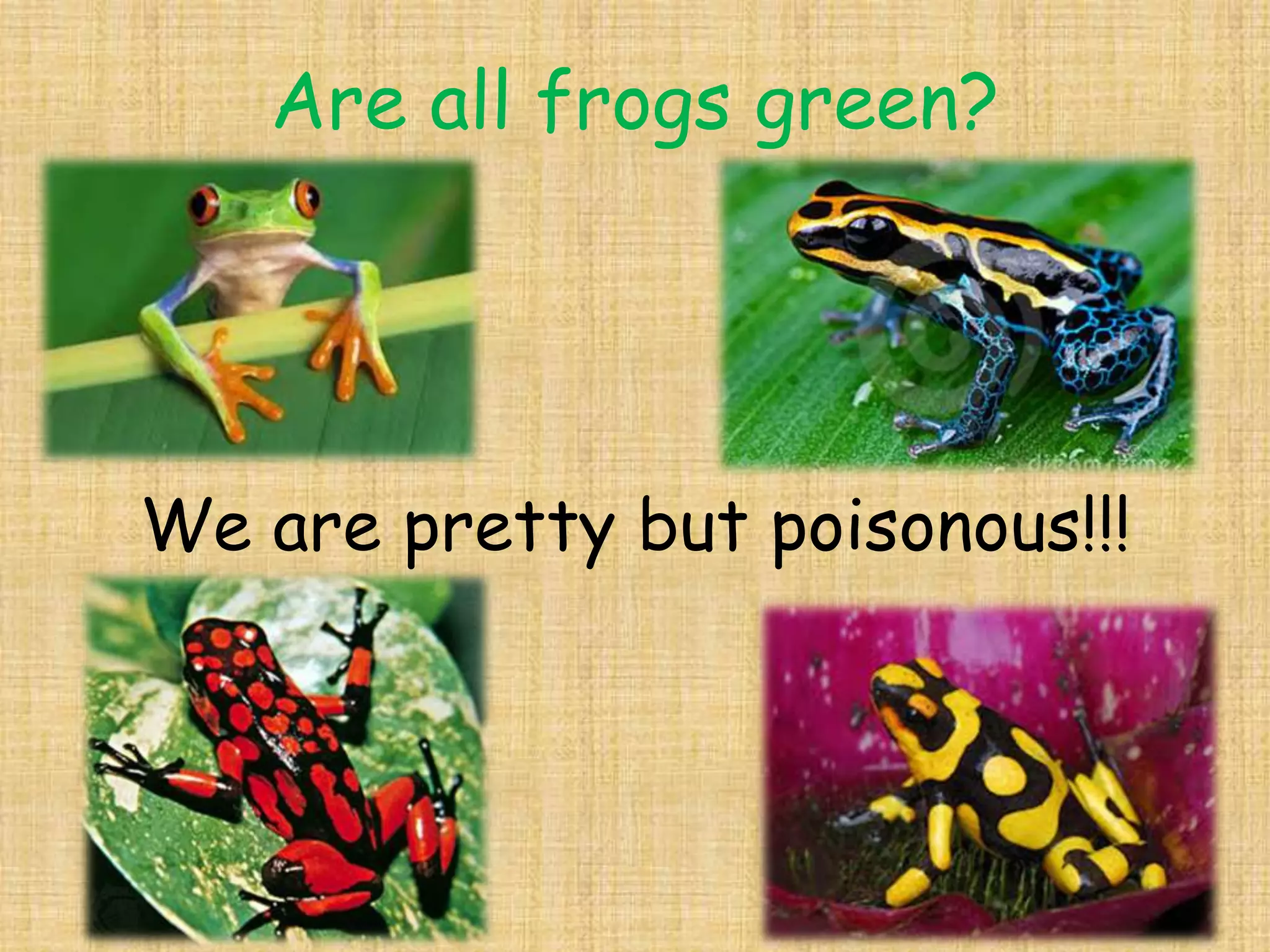 Frogs.ppt