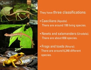 Frogs, Amphibians and their Threatened Environment - Discovery and ...
