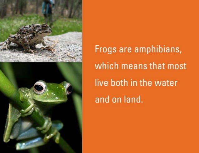 Frogs, Amphibians and their Threatened Environment - Discovery and ...