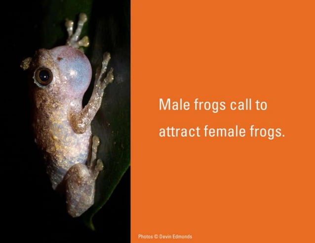 Frogs, Amphibians and their Threatened Environment - Discovery and ...