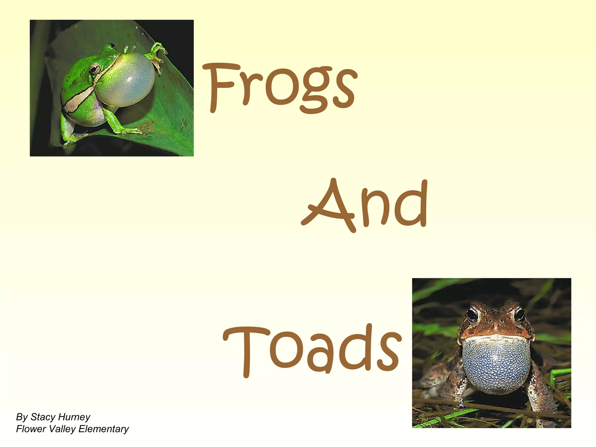 Frogs and toads | PPT
