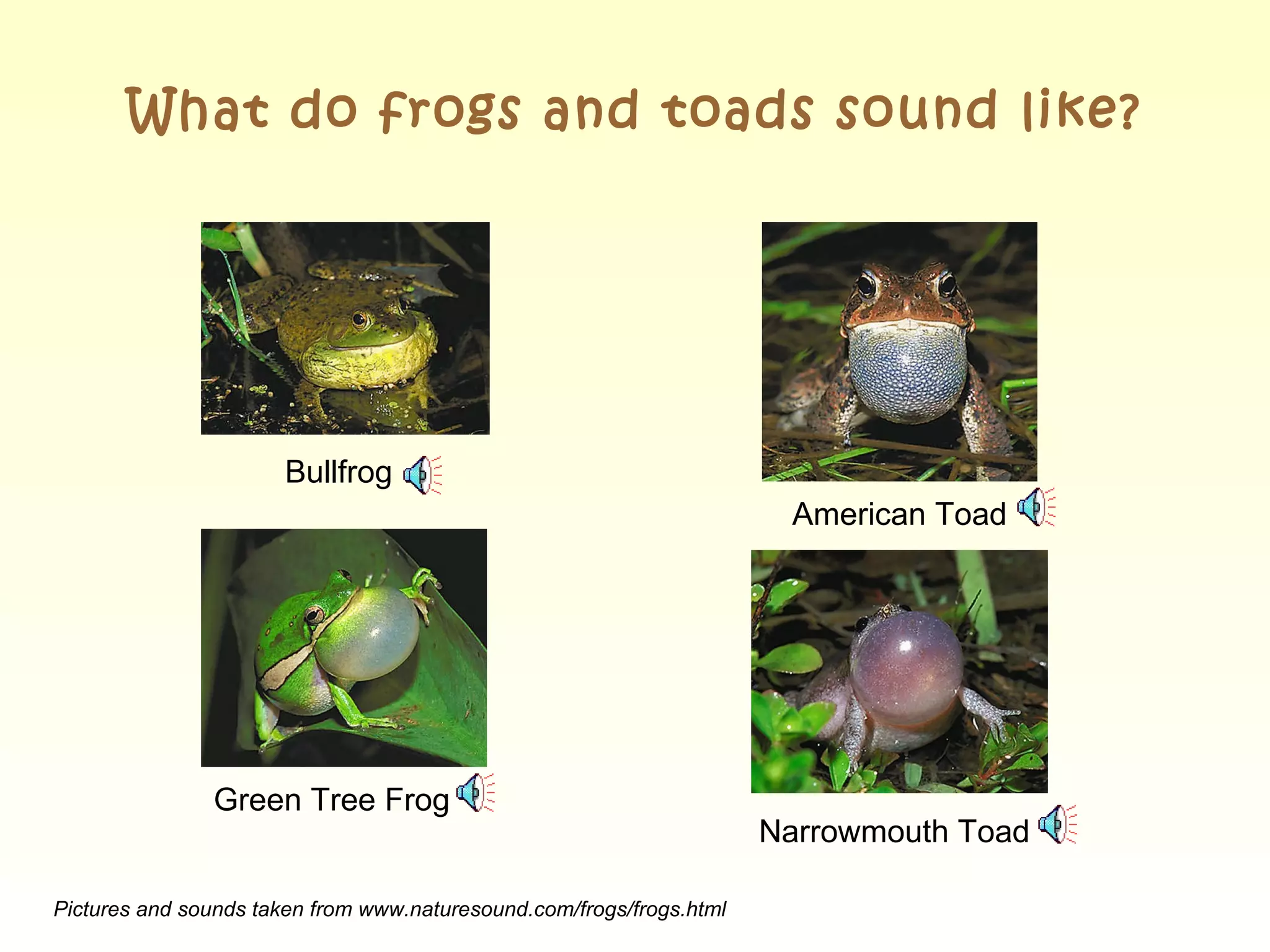 Frogs and toads | PPT