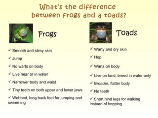 Frogs and toads | PPT
