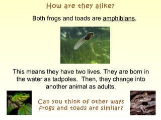 Frogs and toads | PPT