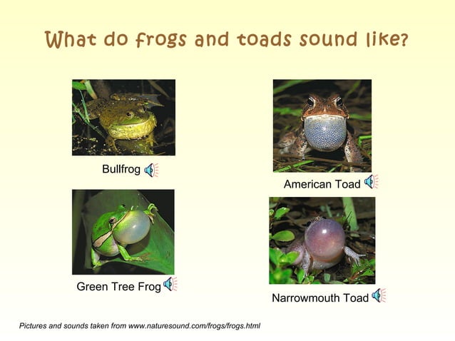Frogs and toads | PPT