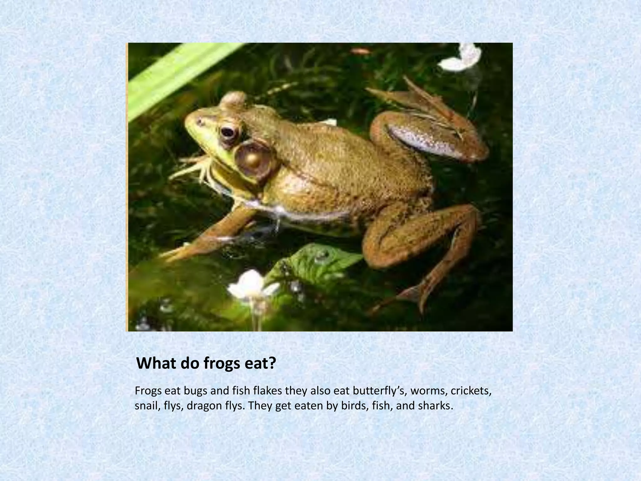 Frogs by jasmine emma | PPTX