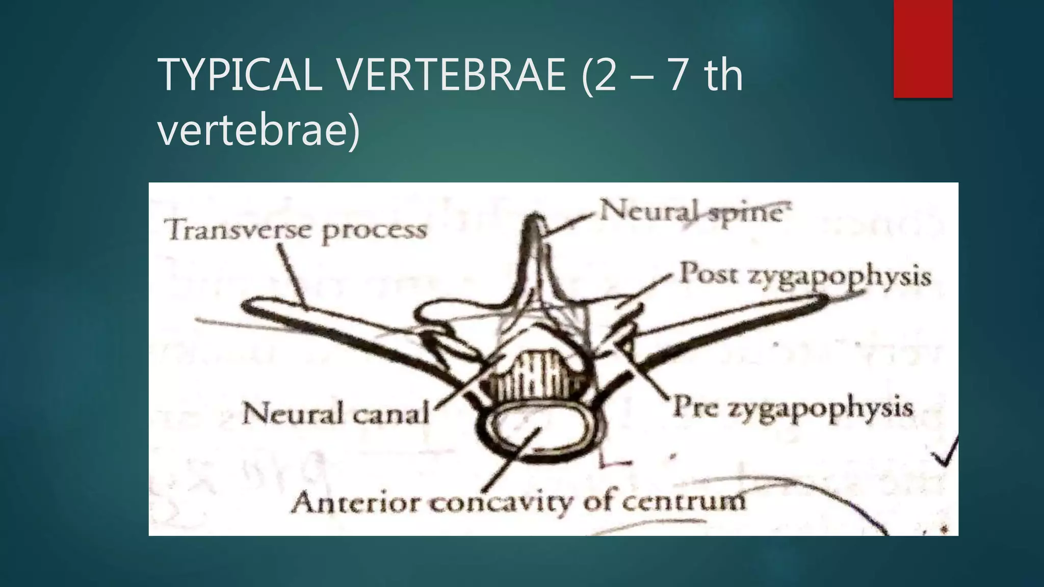 Frog skeletal system, bones, girdles | PPTX